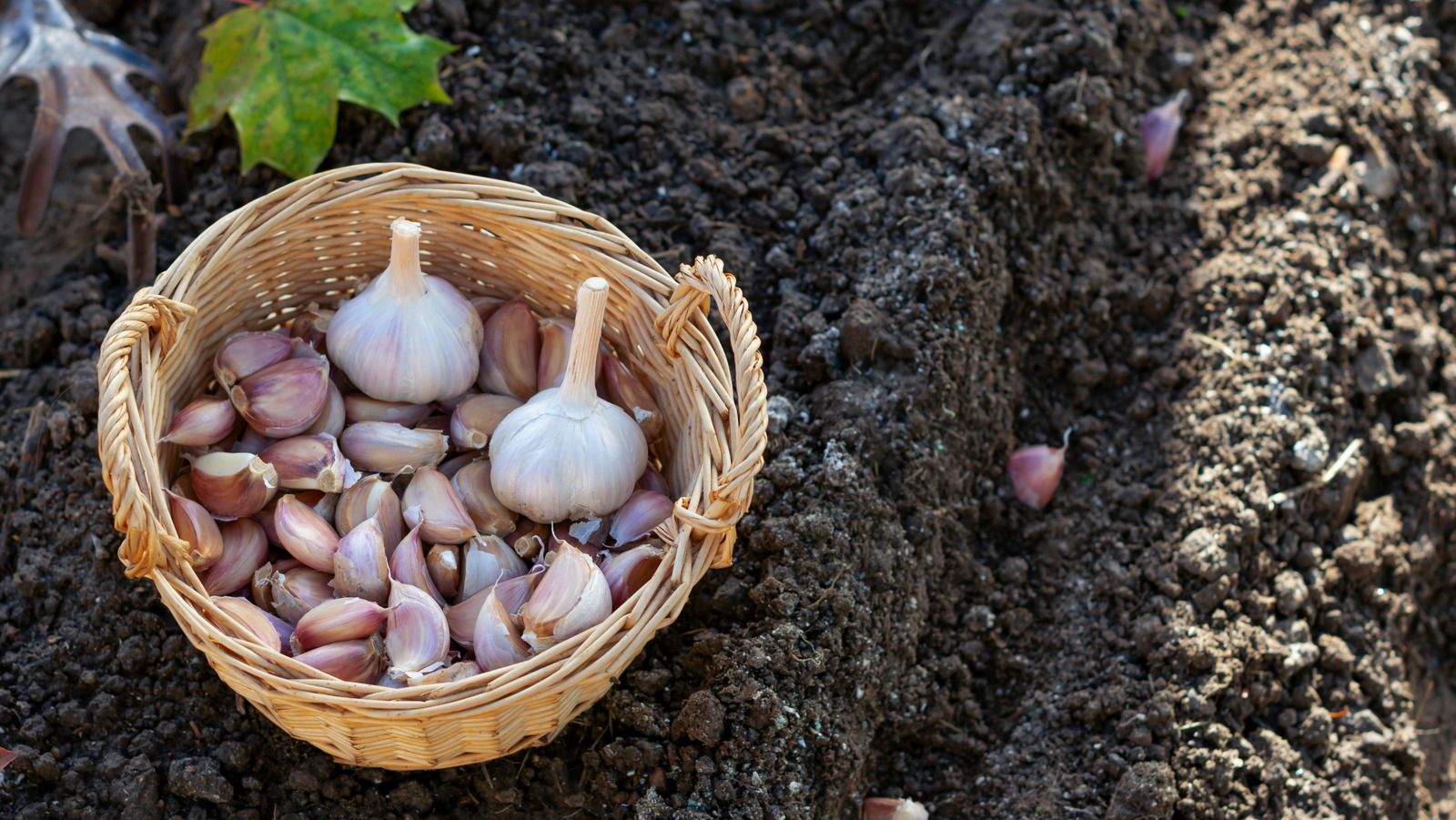 Planting Garlic Next To These Plants Won't Do Your Garden Any Favors