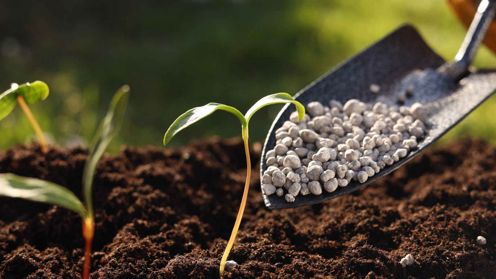 Popular Fertilizers To Avoid When Planting Carrots In Your Garden