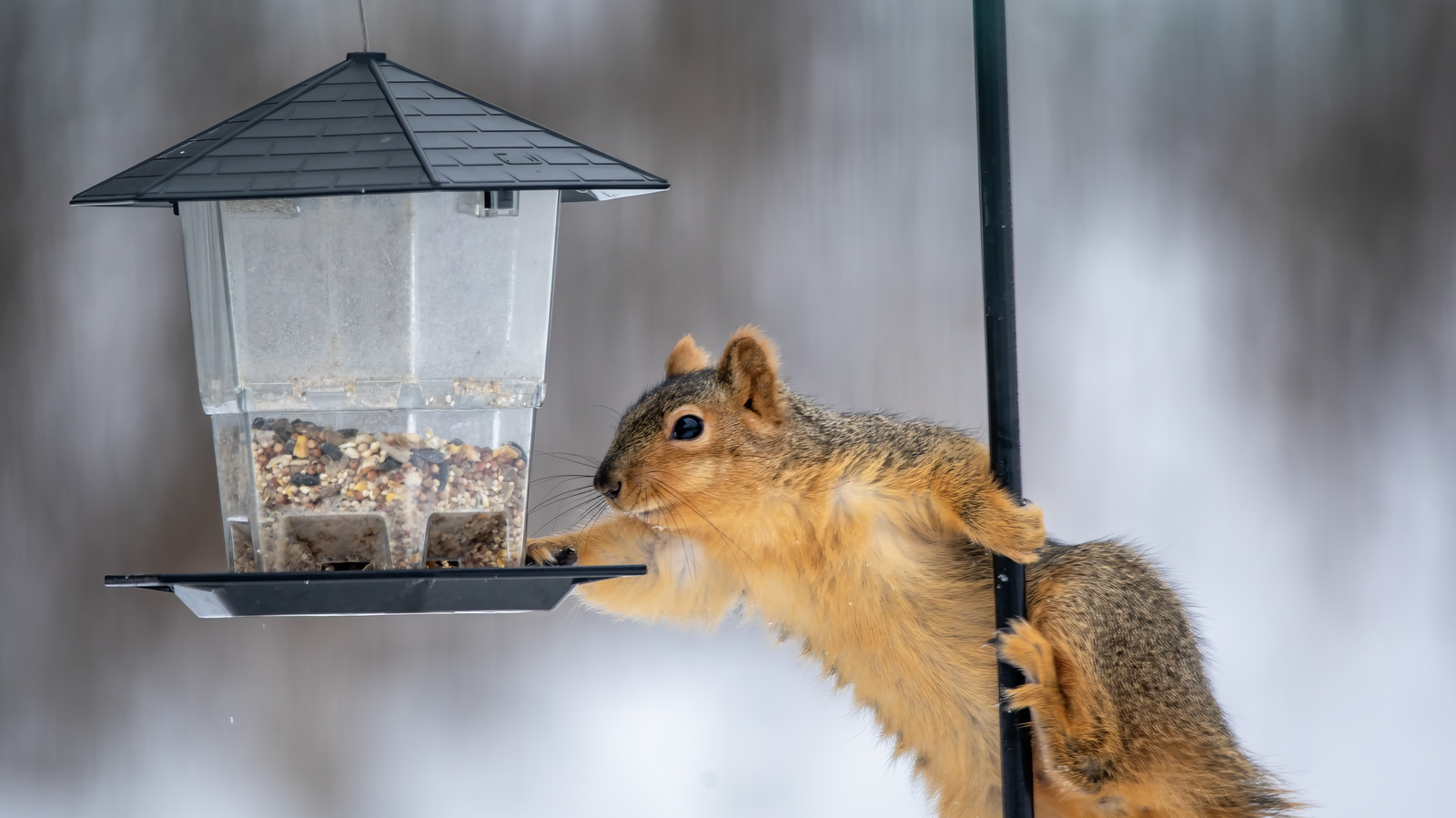 Protect Your Bird Feeder From Squirrels With The Help Of A Fun Toy
