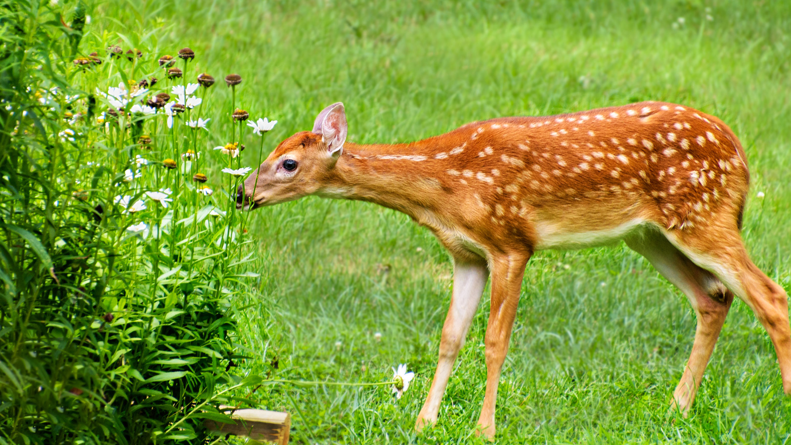 Protect Your Flower Beds From Deer By Adding This Ground Cover
