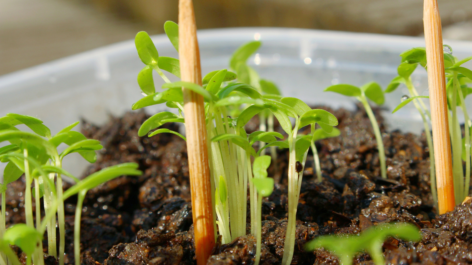 Protect Your Seedlings From Pests With This Simple Toothpick Trick