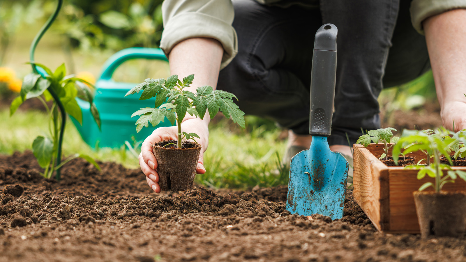 Protect Your Seedlings With The Help Of This Bathroom Staple