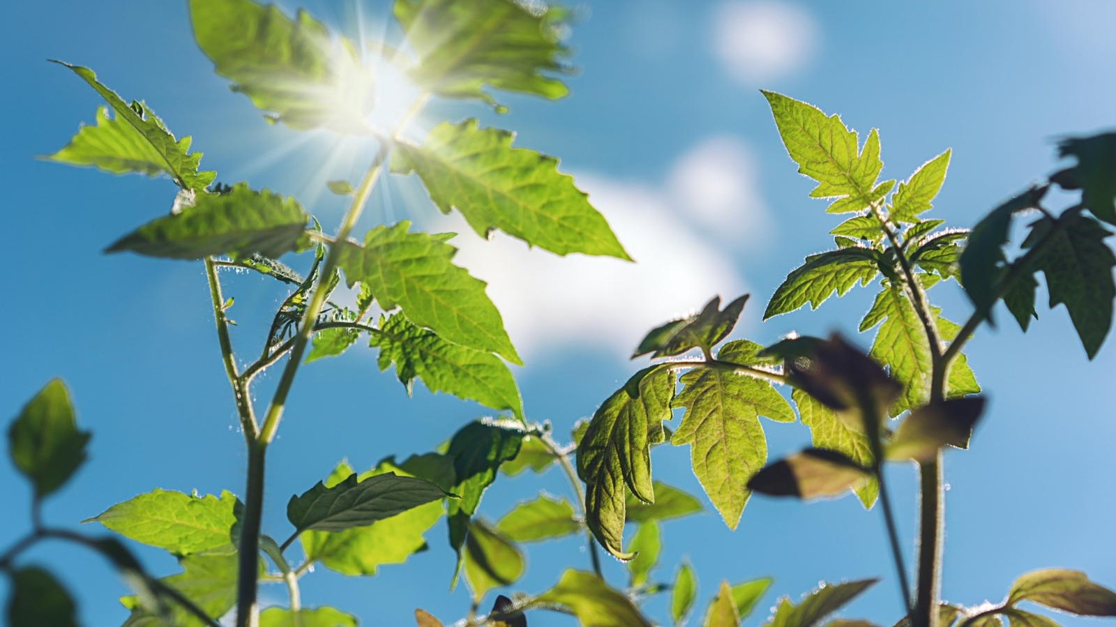 Create Sun Shade For Your Garden With A Simple DIY