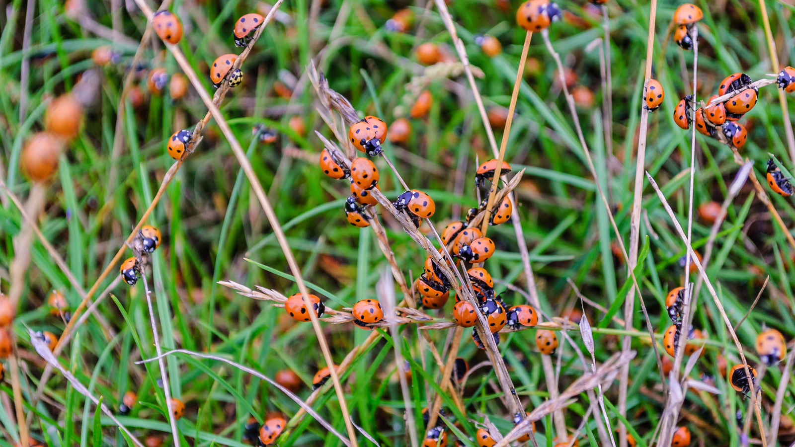 Reasons Why Your Yard Is Swarmed With Ladybugs