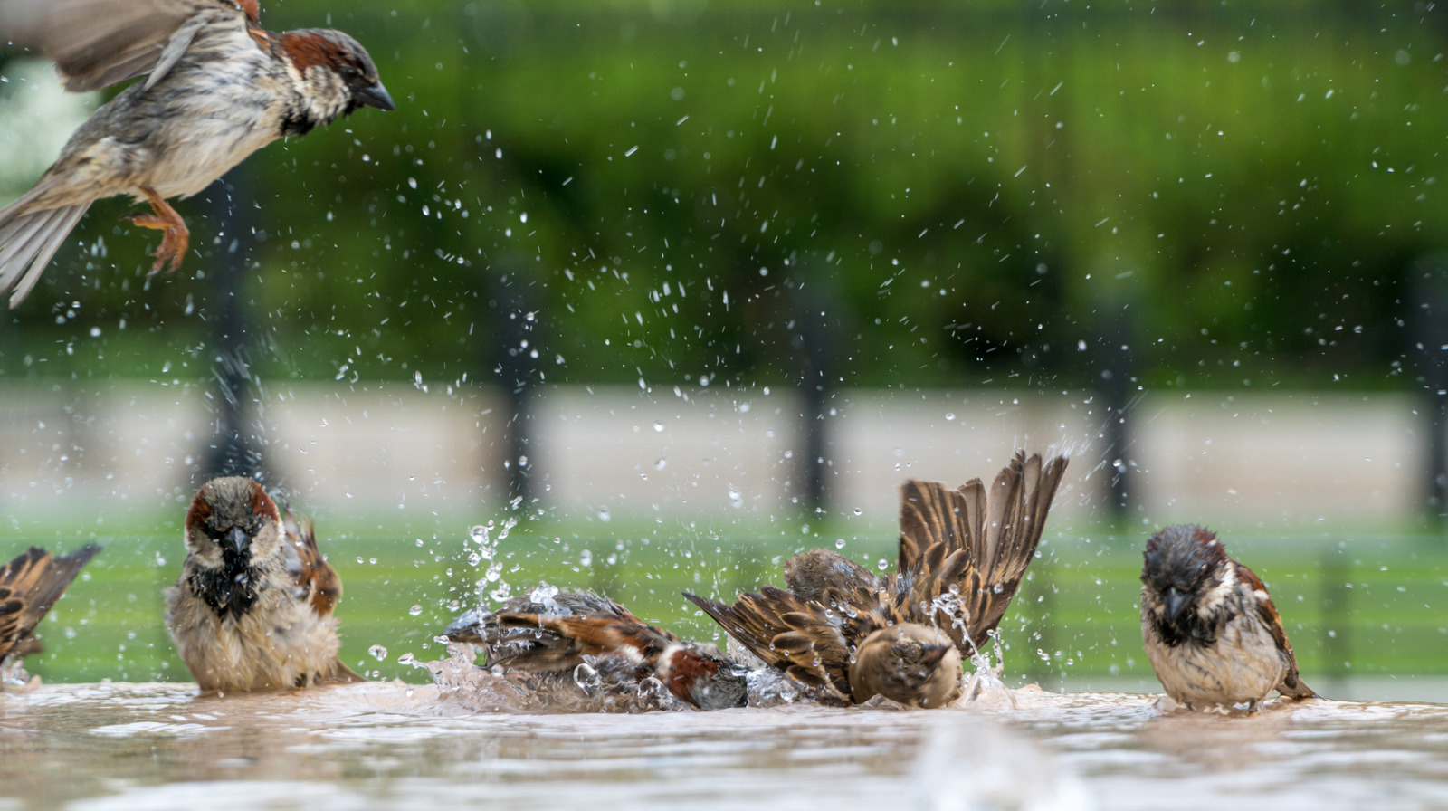 Repurpose Your Metal Outdoor Chair For An Adorable DIY Birdbath