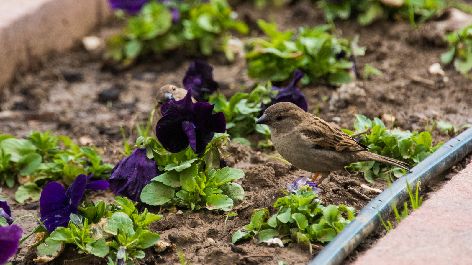 Reuse A Common Household Staple To Protect Small Plants From Birds