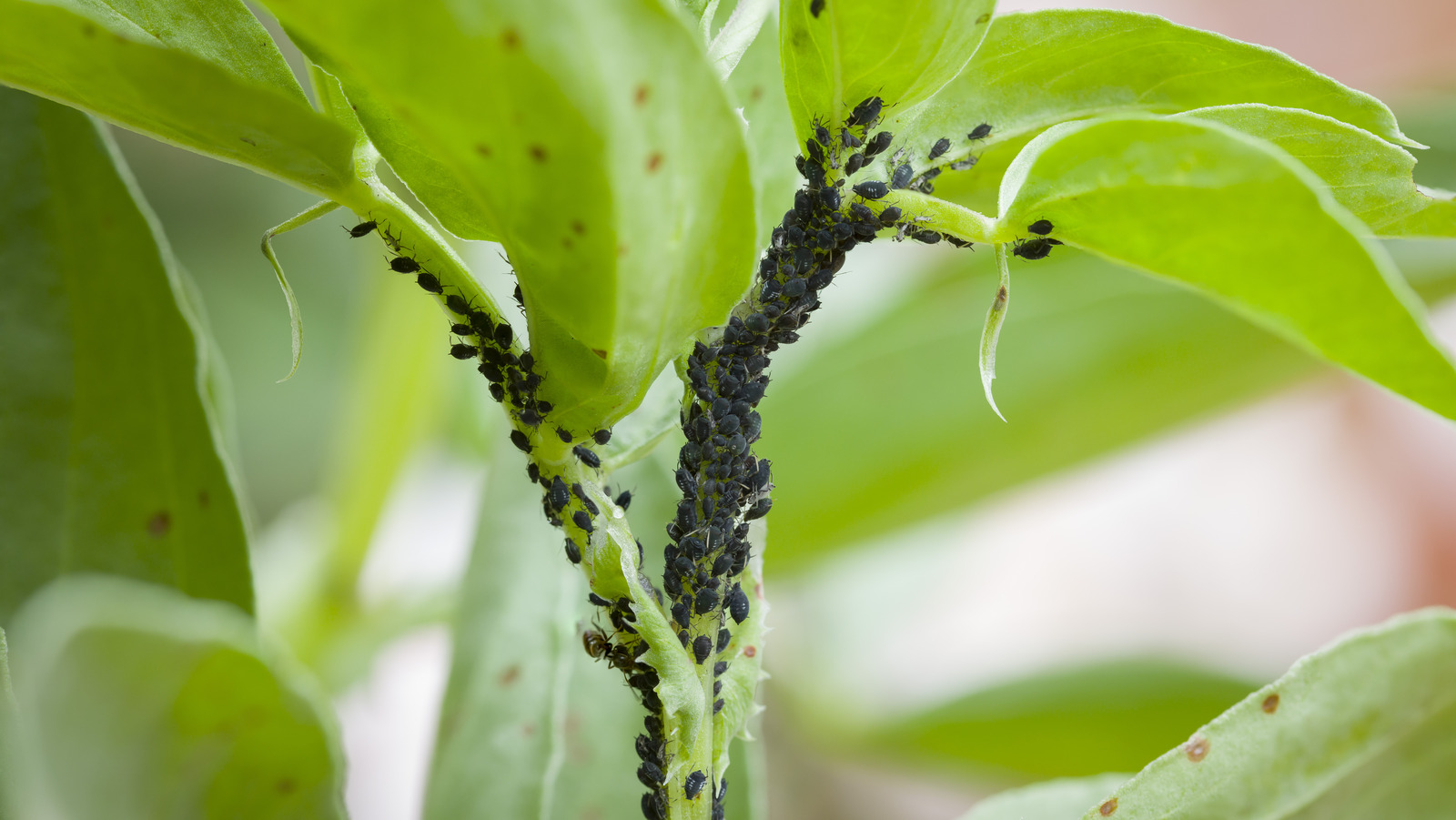 Say Goodbye To Aphids Using Cinnamon As Insecticide