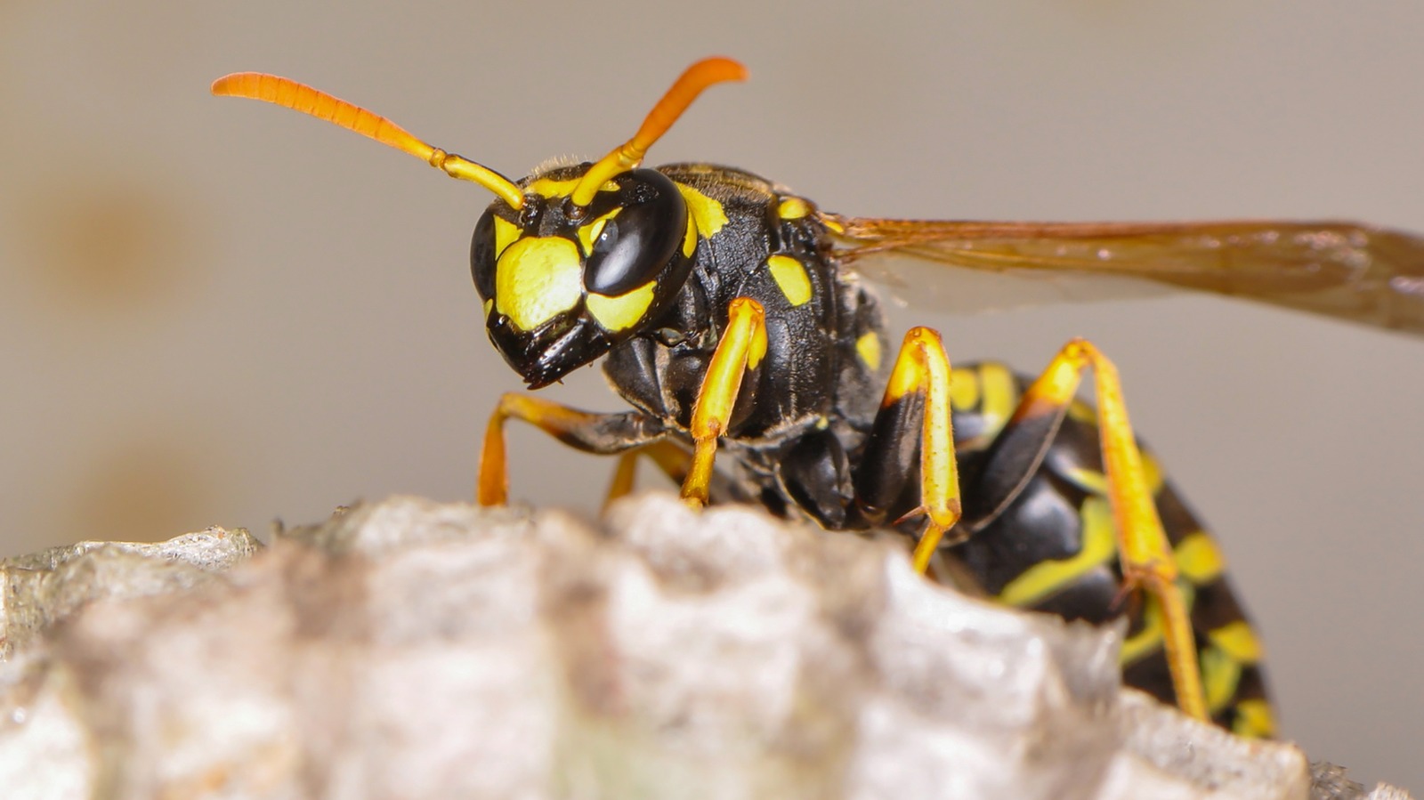 Say Goodbye To Wasps For Good With This Unlikely WD-40 Hack