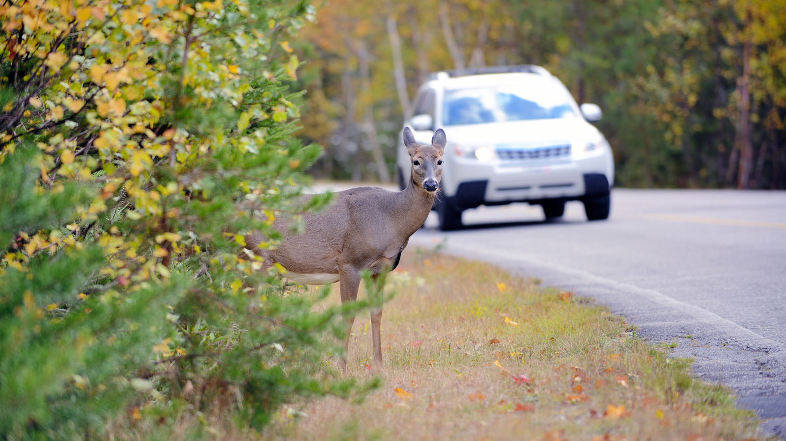Should You Help An Injured Deer After Hitting It With Your Vehicle?