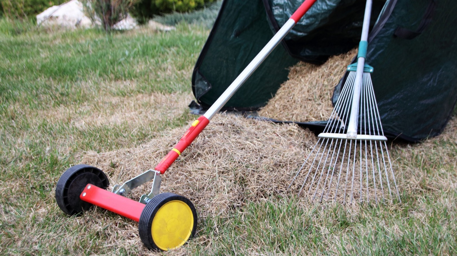 Signs It May Be Time To Dethatch Your Lawn