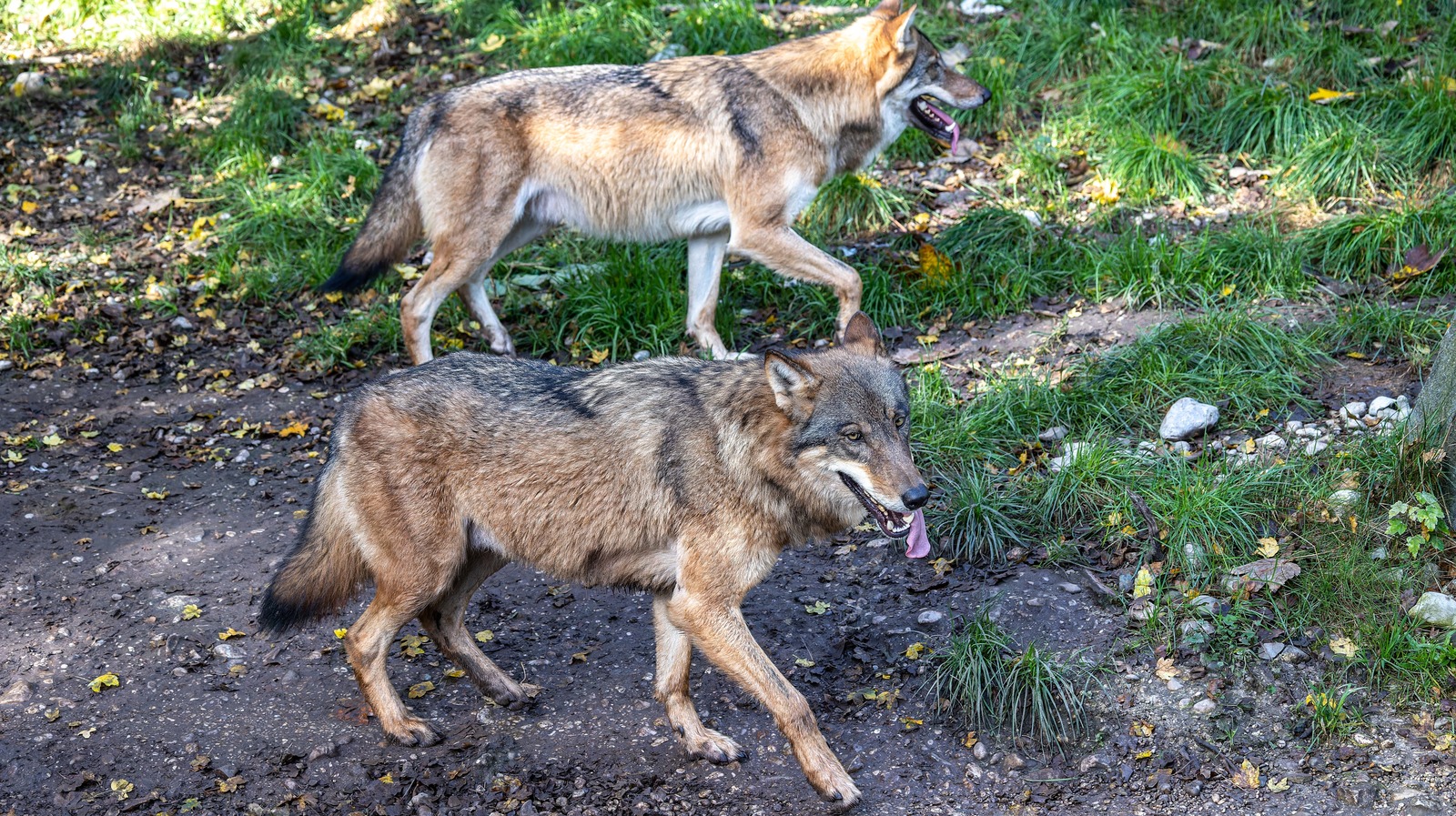 Simple Tricks For Keeping Wolves Out Of Your Yard