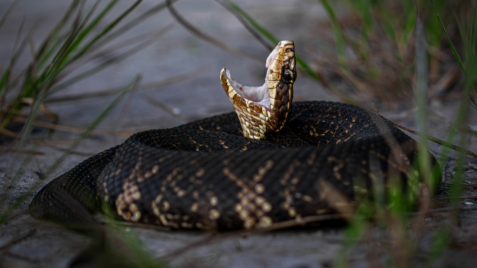 Snake Bites Have Hit Record Highs In Florida. Here's How To Protect ...