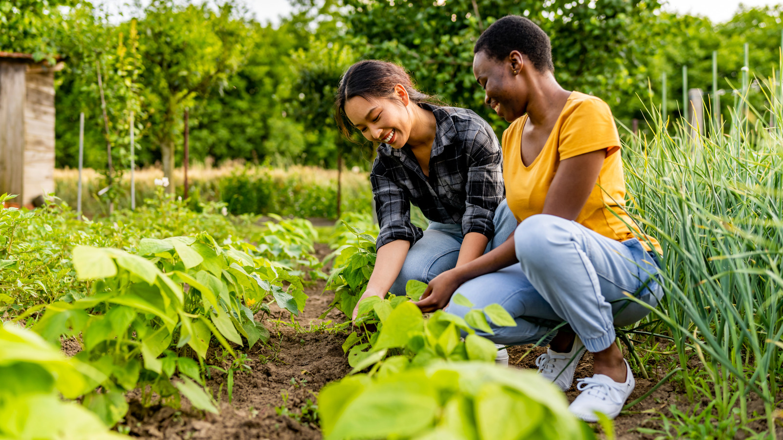 Sprinkle Some Red Pepper Flakes In Your Garden And Reap The Benefits