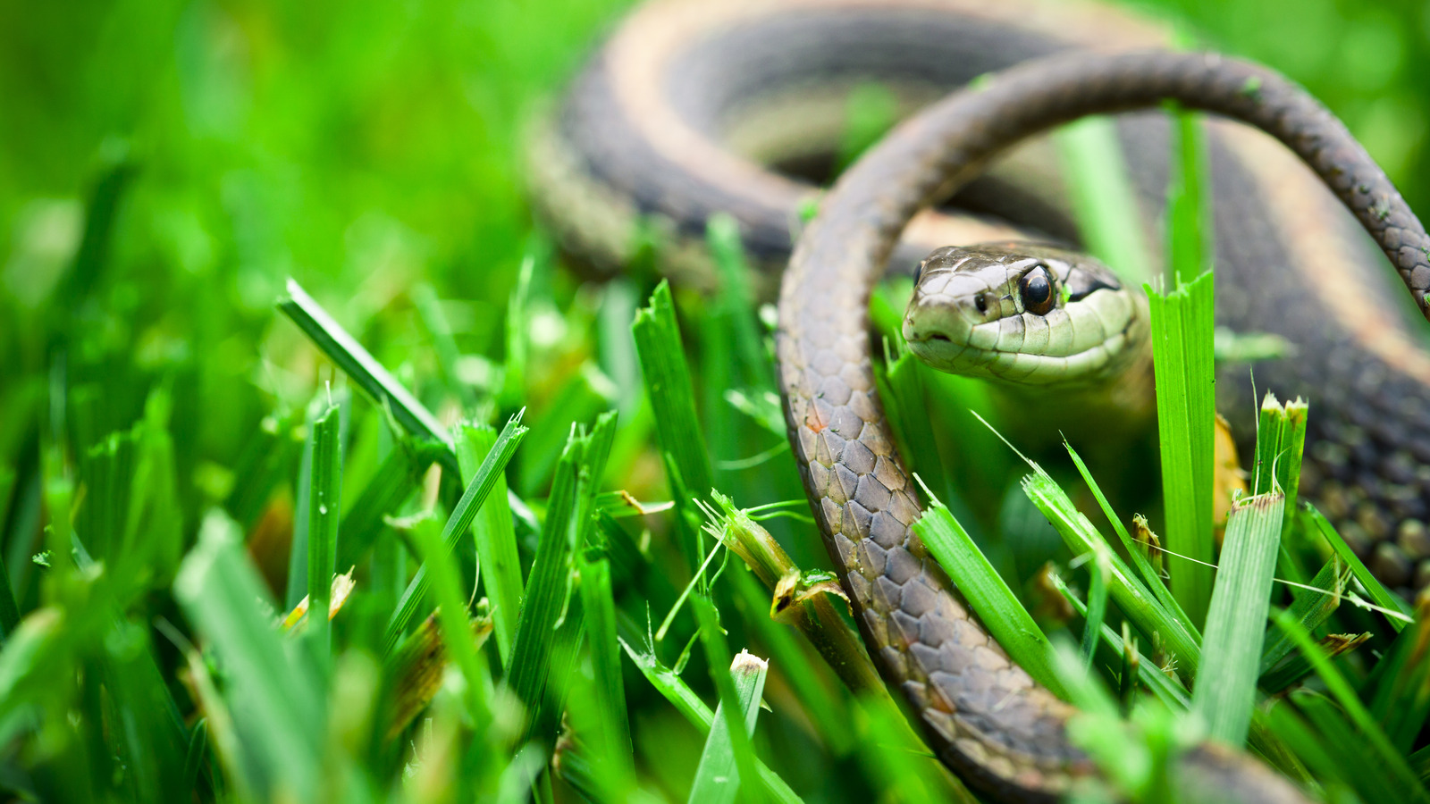 Stop Snakes From Slithering In Your Garden With One Common Scent