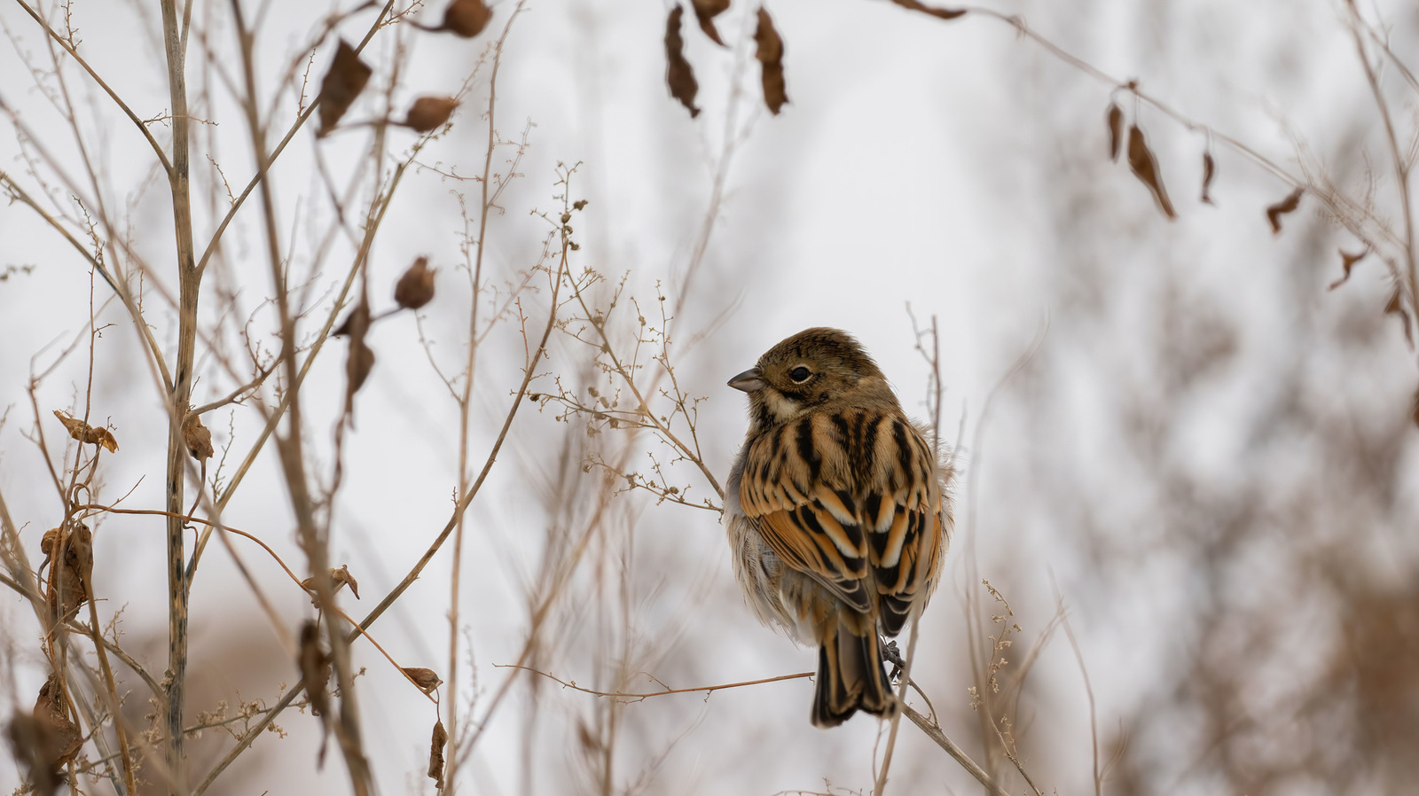Support Birds In Your Yard All Winter Long With A Beautiful Ornamental ...