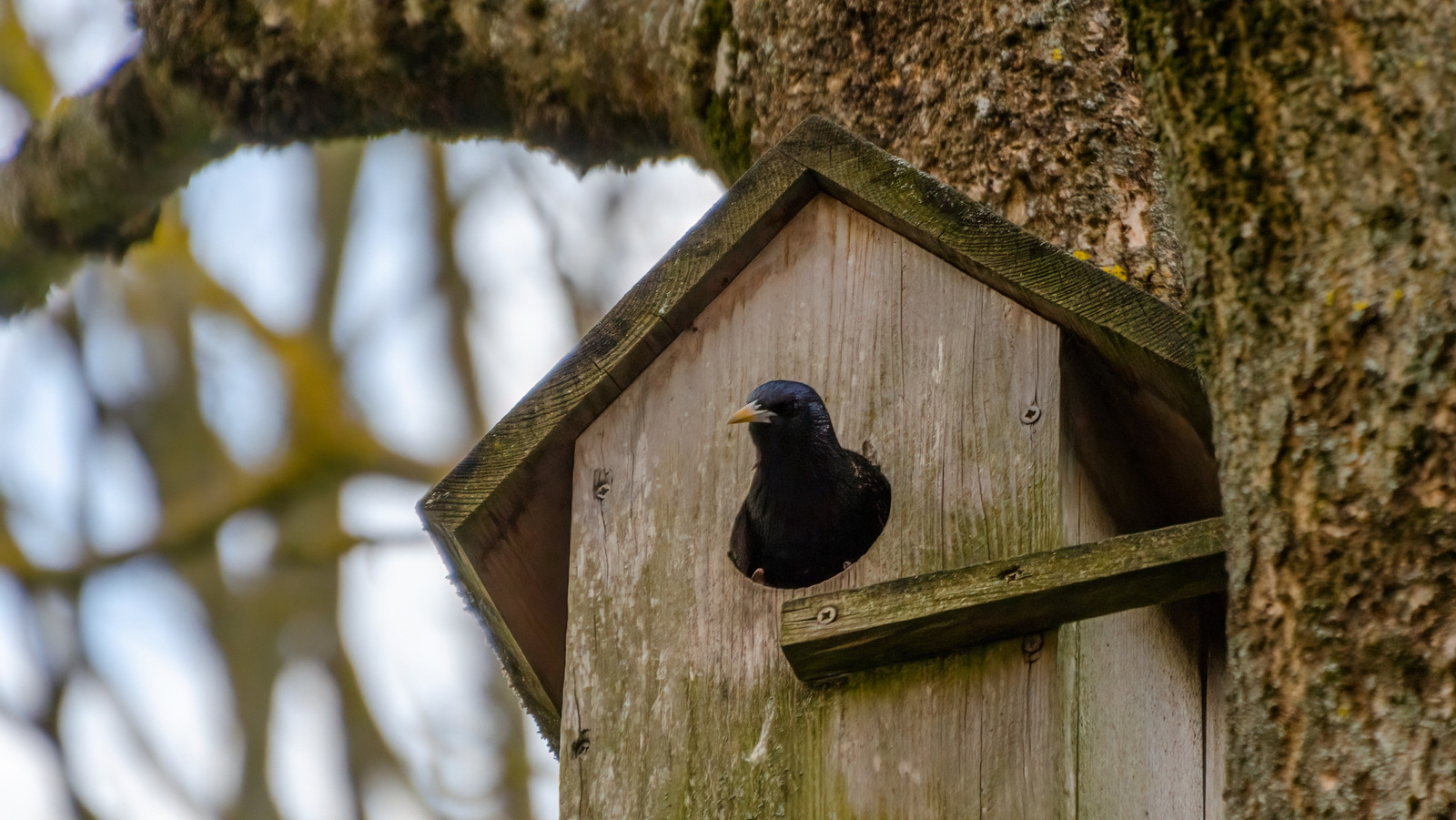Take A Peek At What's Inside Your Birdhouse With A Clever DIY