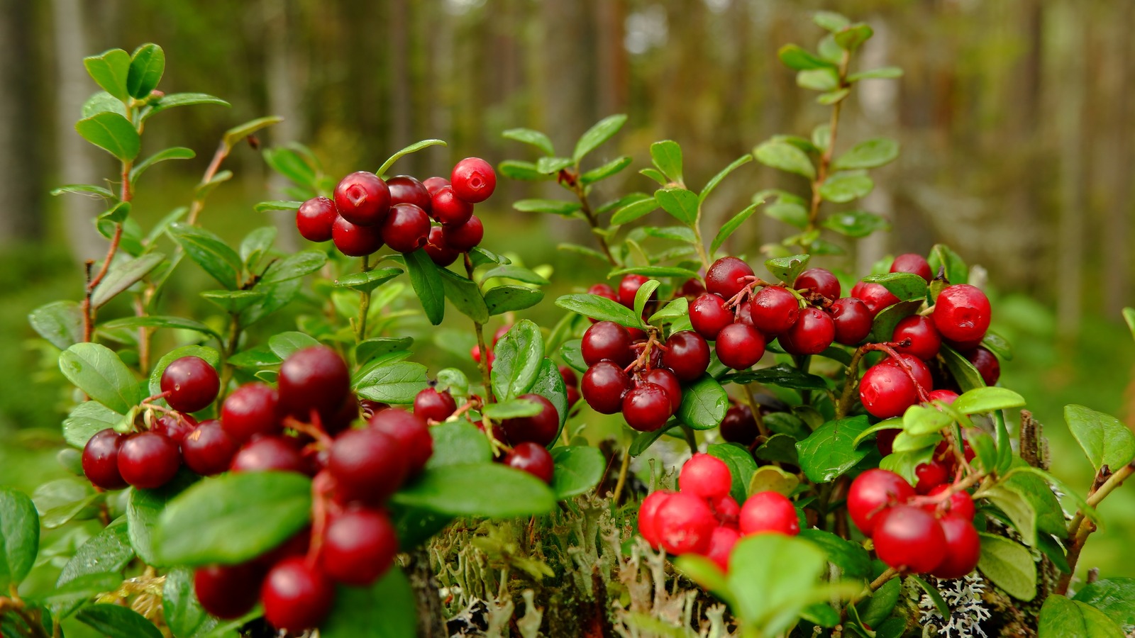Telltale Signs That Wild Berries Aren't Safe To Eat