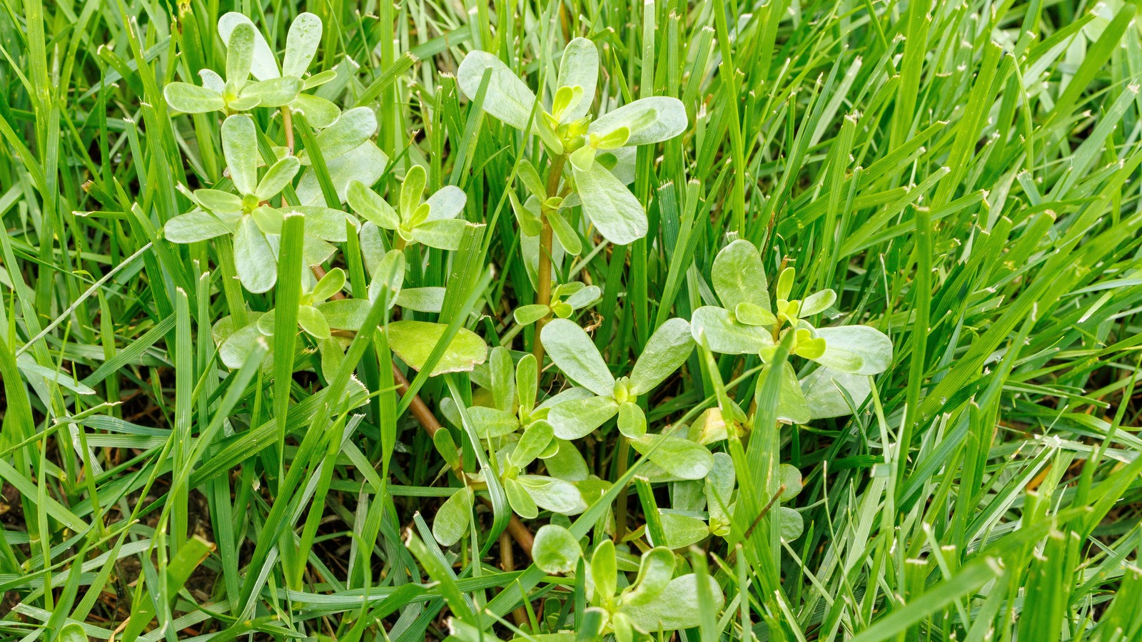 The Absolute Best Methods To Remove Spurge Weed Effectively