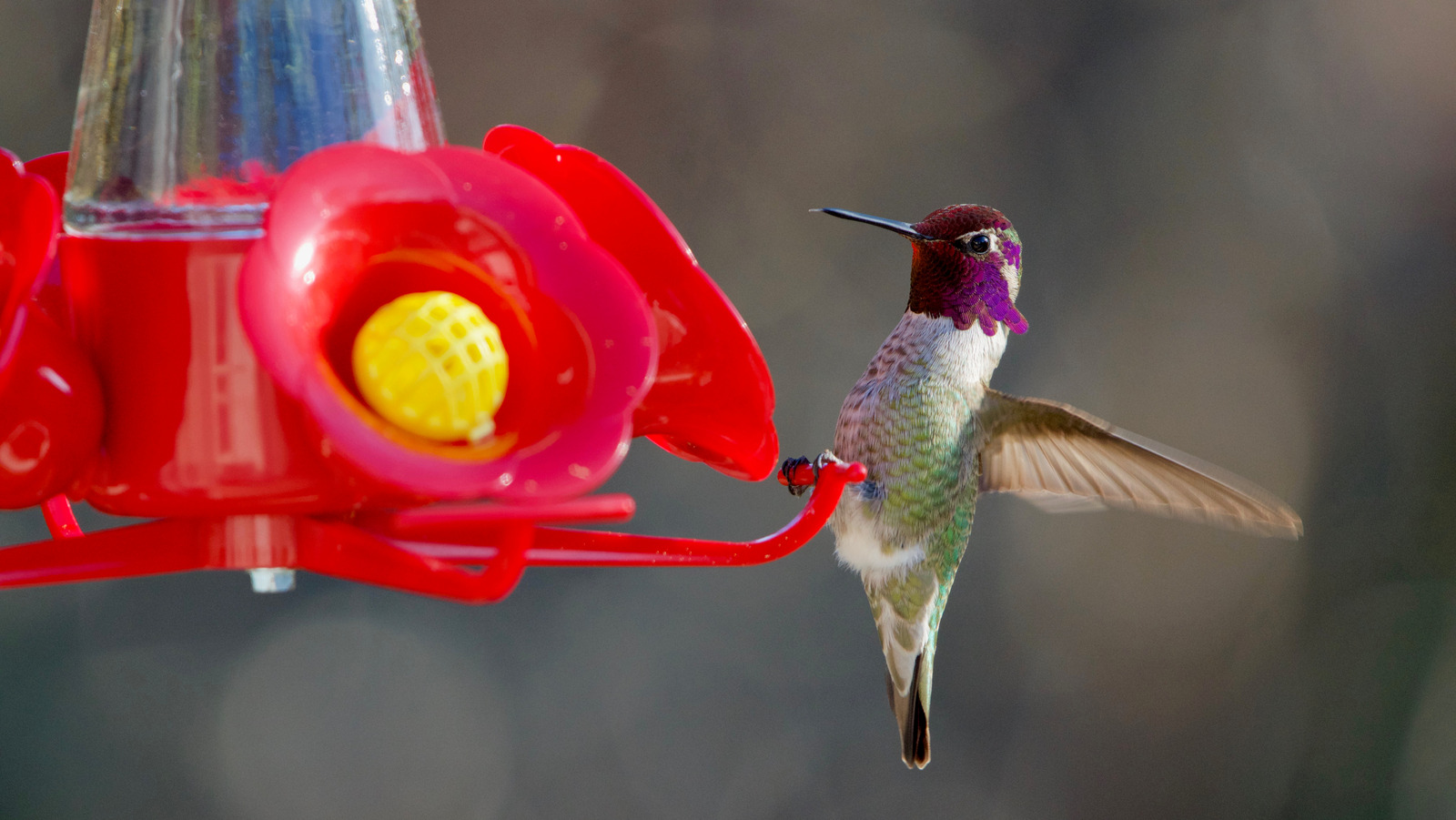 Spring Is The Absolute Best Time To Put Out Your Hummingbird Feeder