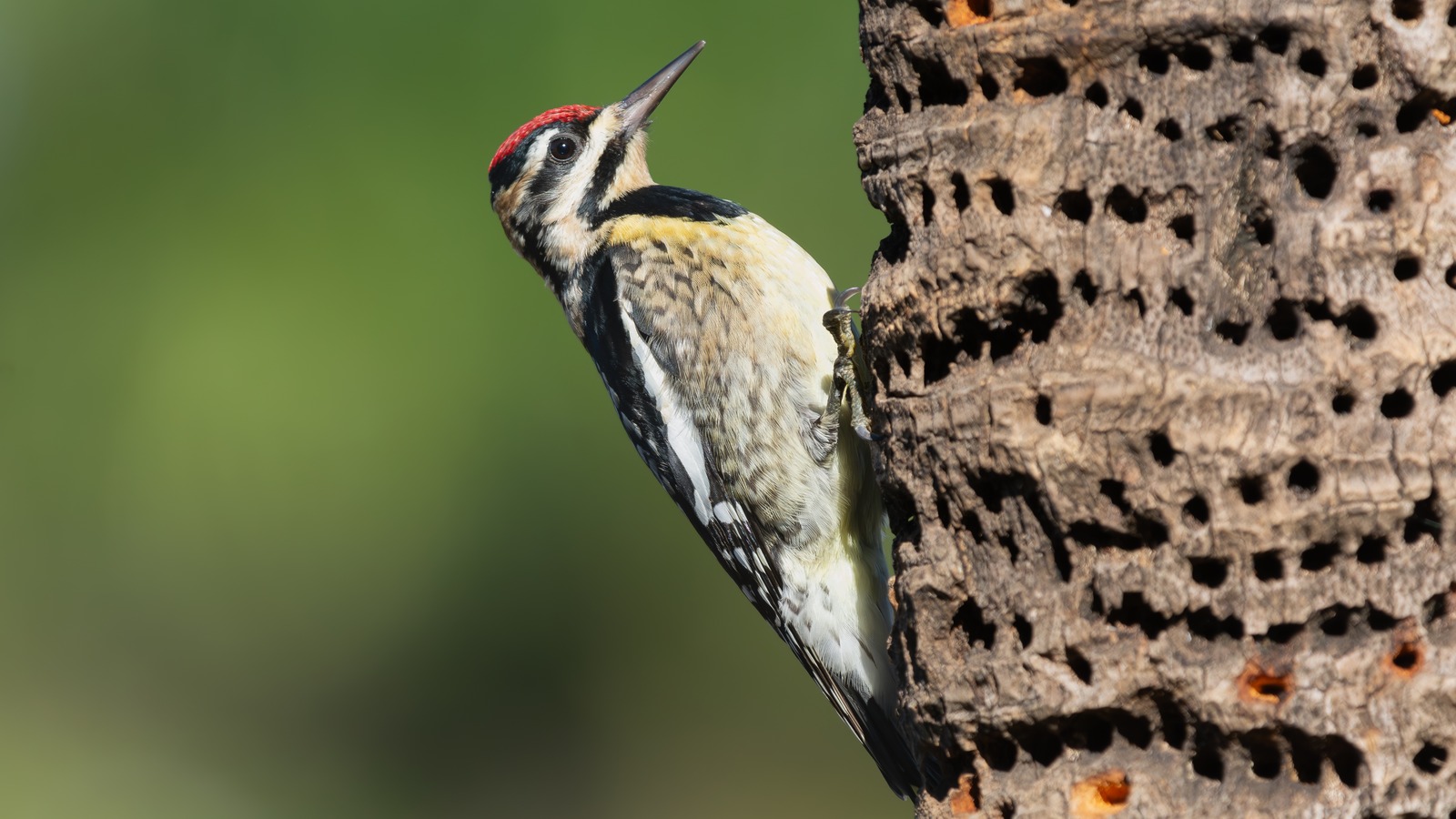 The Amazing Reason Why You Should Let A Woodpecker Drill Holes In Your Tree