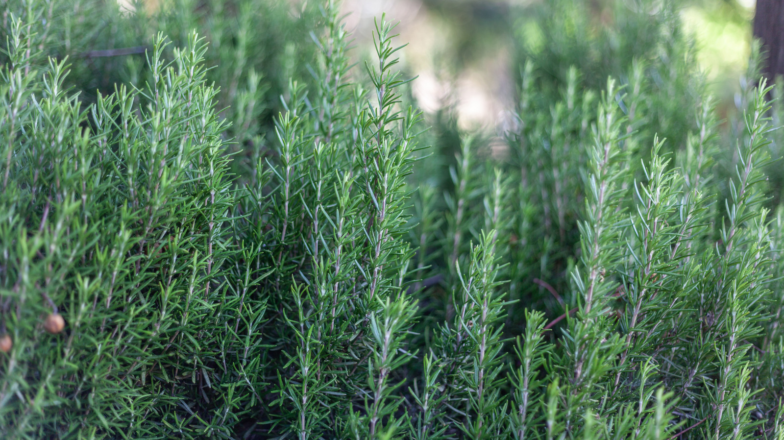 Plant Rosemary In Your Garden To Help Keep Bugs Out
