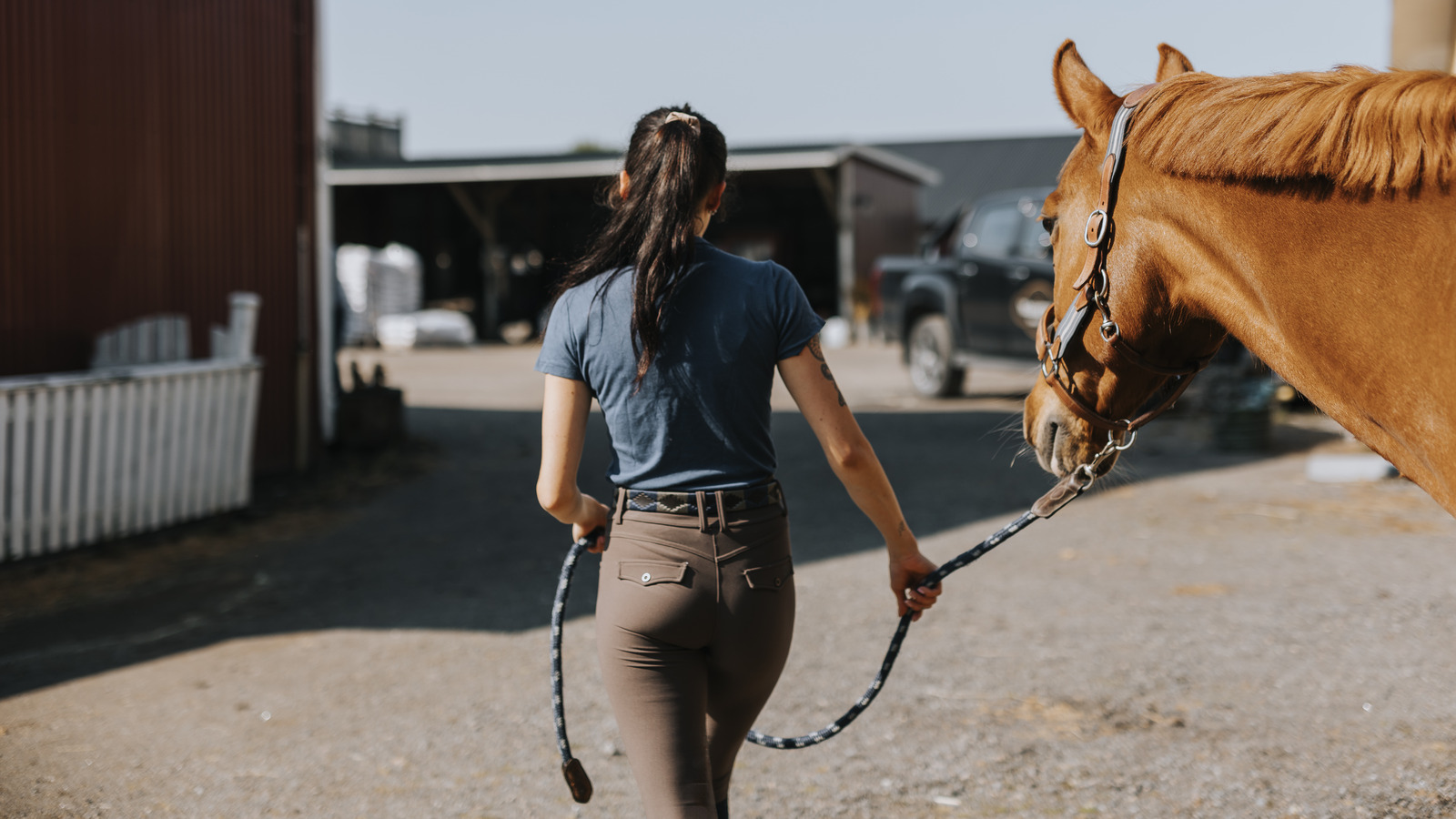 The Basic Horseback Riding Equipment You Need To Get Started