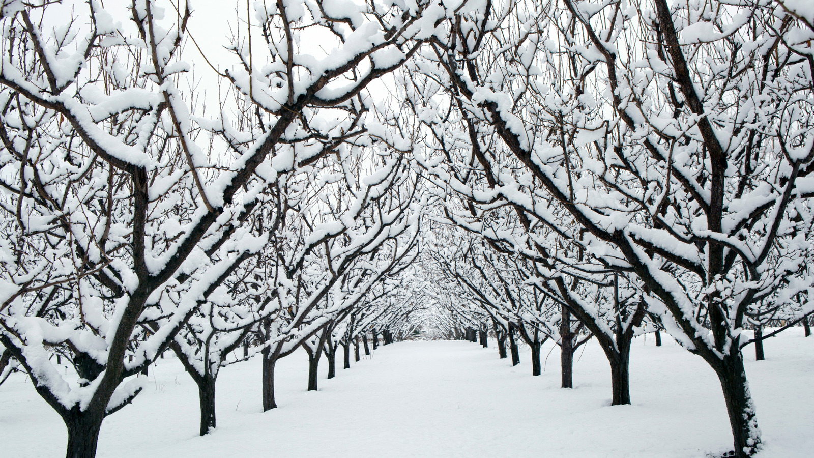 The Beautiful And Hardy Fruit Tree That'll Thrive In Colder Climates