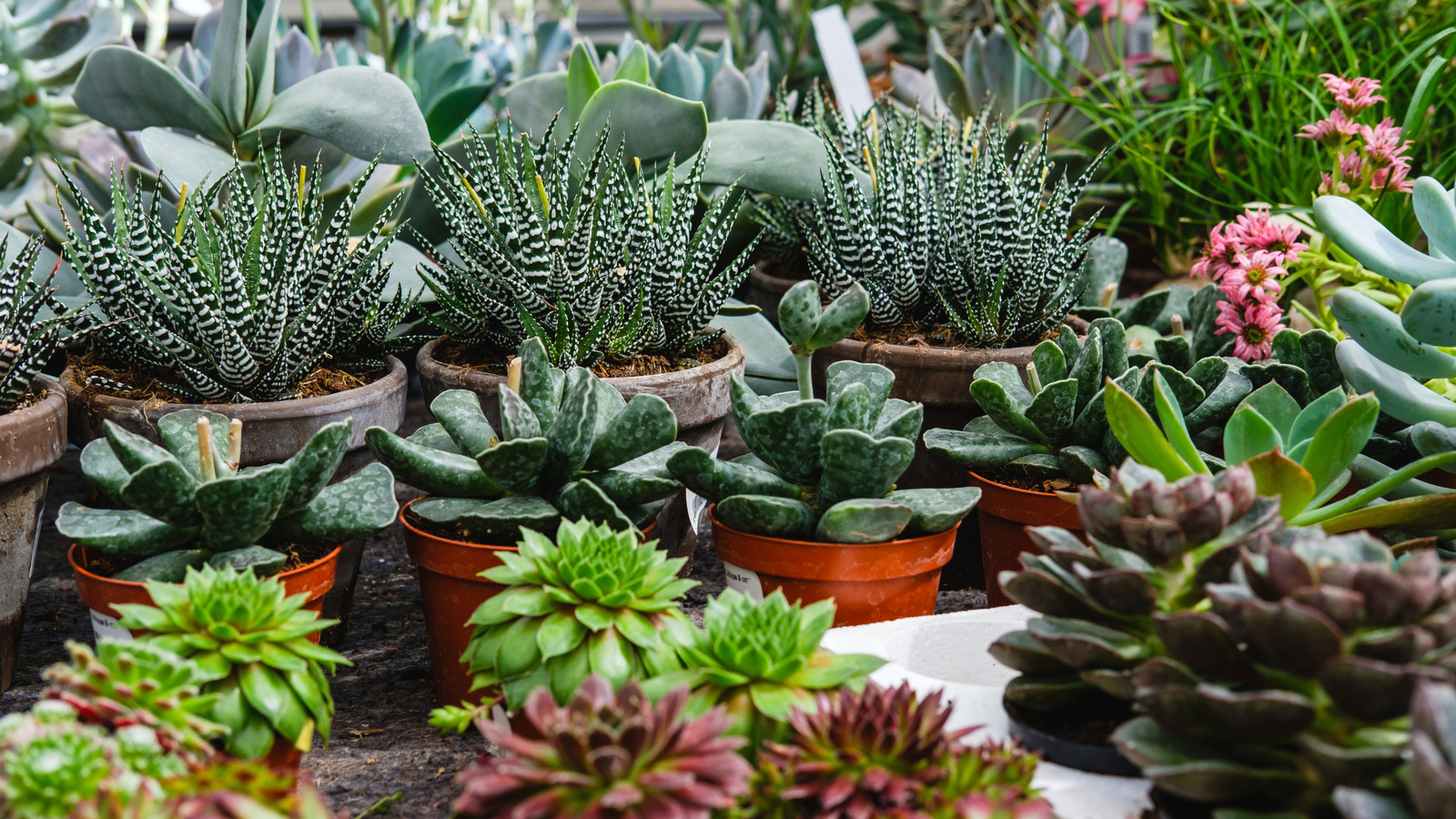 The Beautiful Flowering Succulent That'll Likely Become One Of Your ...