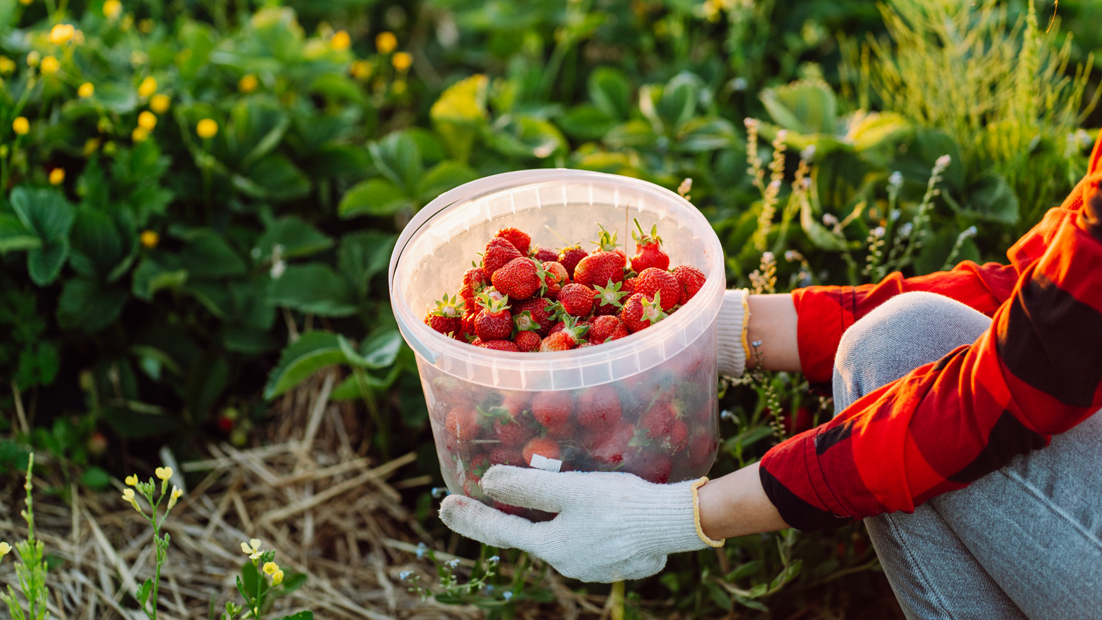 The Best Method For Harvesting Your Strawberry Plants