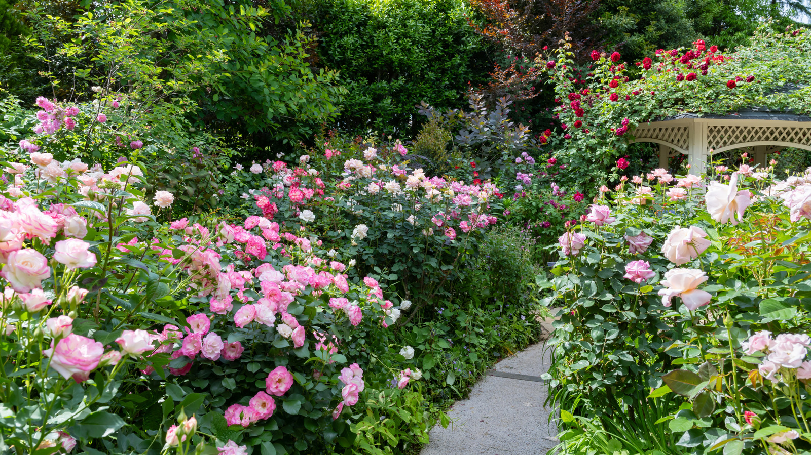 The Best Method For Propagating Roses In Your Garden