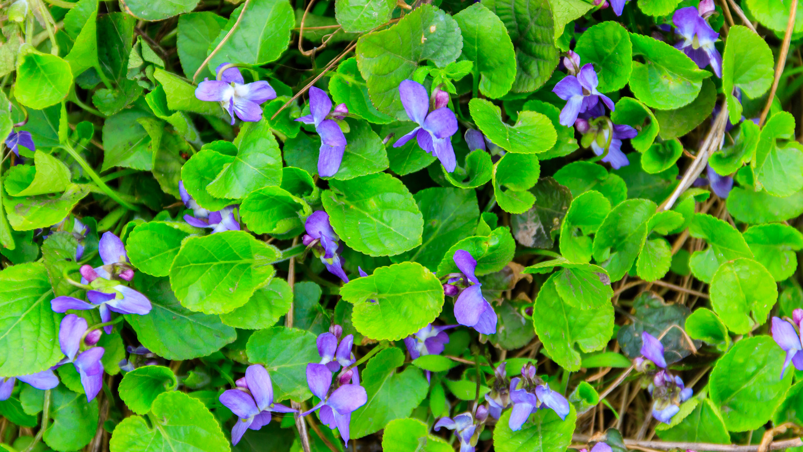 The Best Method To Get Rid Of Wild Violets If They Take Over Your Lawn