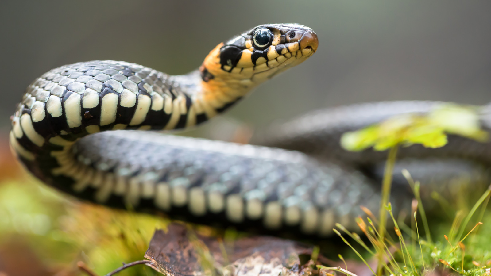 The Best Ways To Keep Snakes From Slithering Into Your Campsite