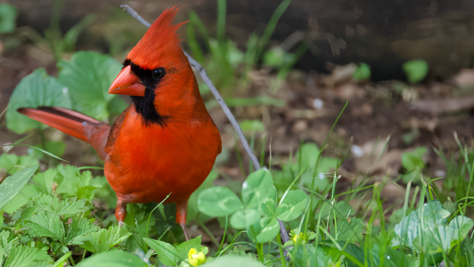 The Bright Red Perennial That'll Have Cardinals Flocking To Your Yard