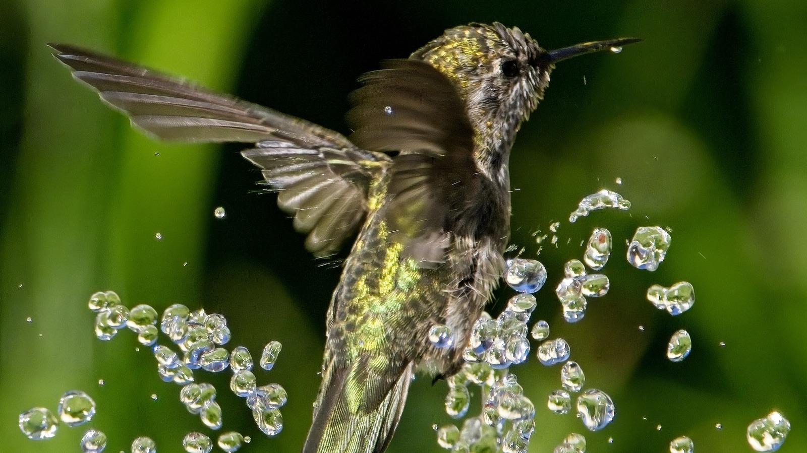 The Clever Chip-And-Dip Bowl DIY Birds Will Absolutely Love