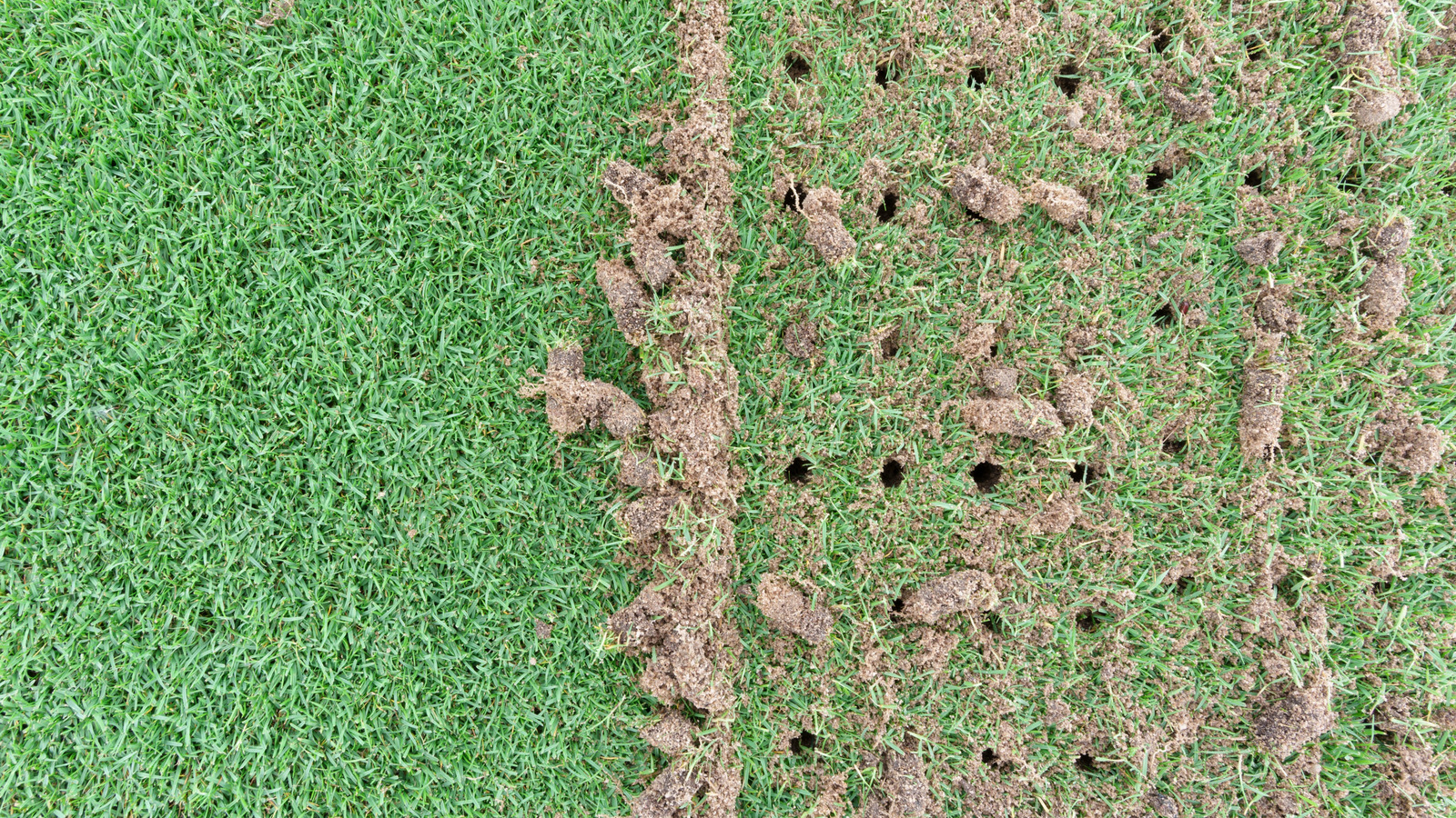 The Clever Lawn Aeration Hack You May Want To Reconsider Trying