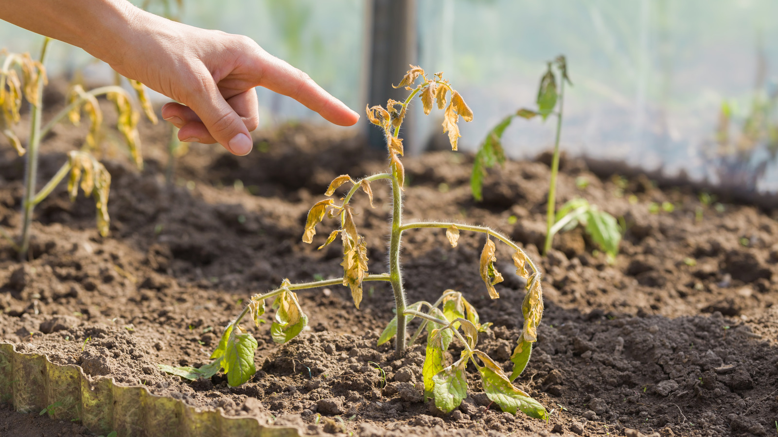 The Common Gardening Method That'll Bring Dying Tomato Plants Back To Life