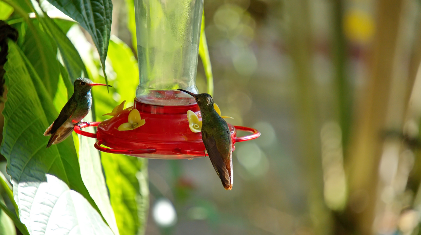 The Common Hummingbird Feeder Myth You Should Stop Believing