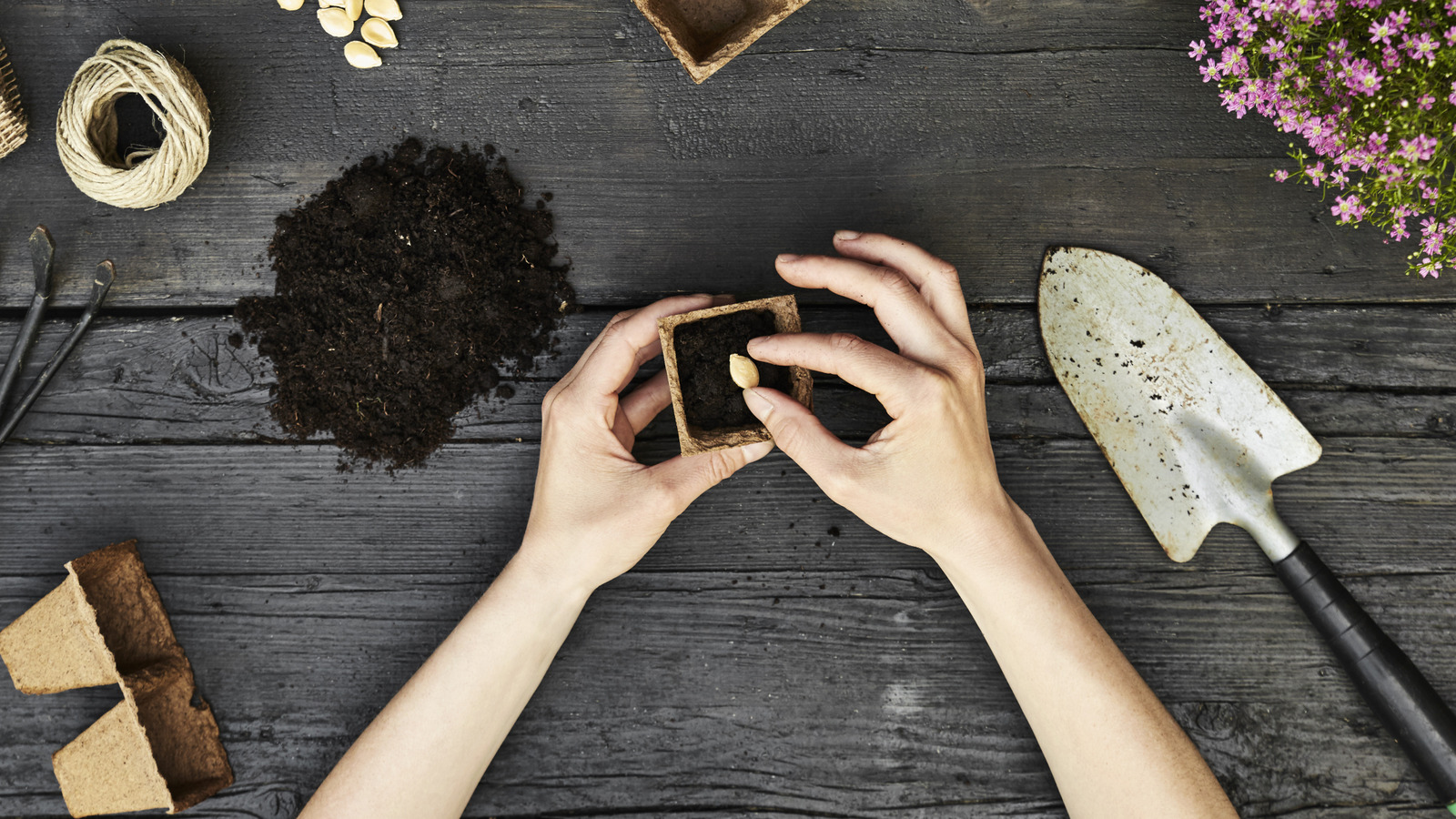 The Common Mistake To Avoid When Growing Flowers From Seeds