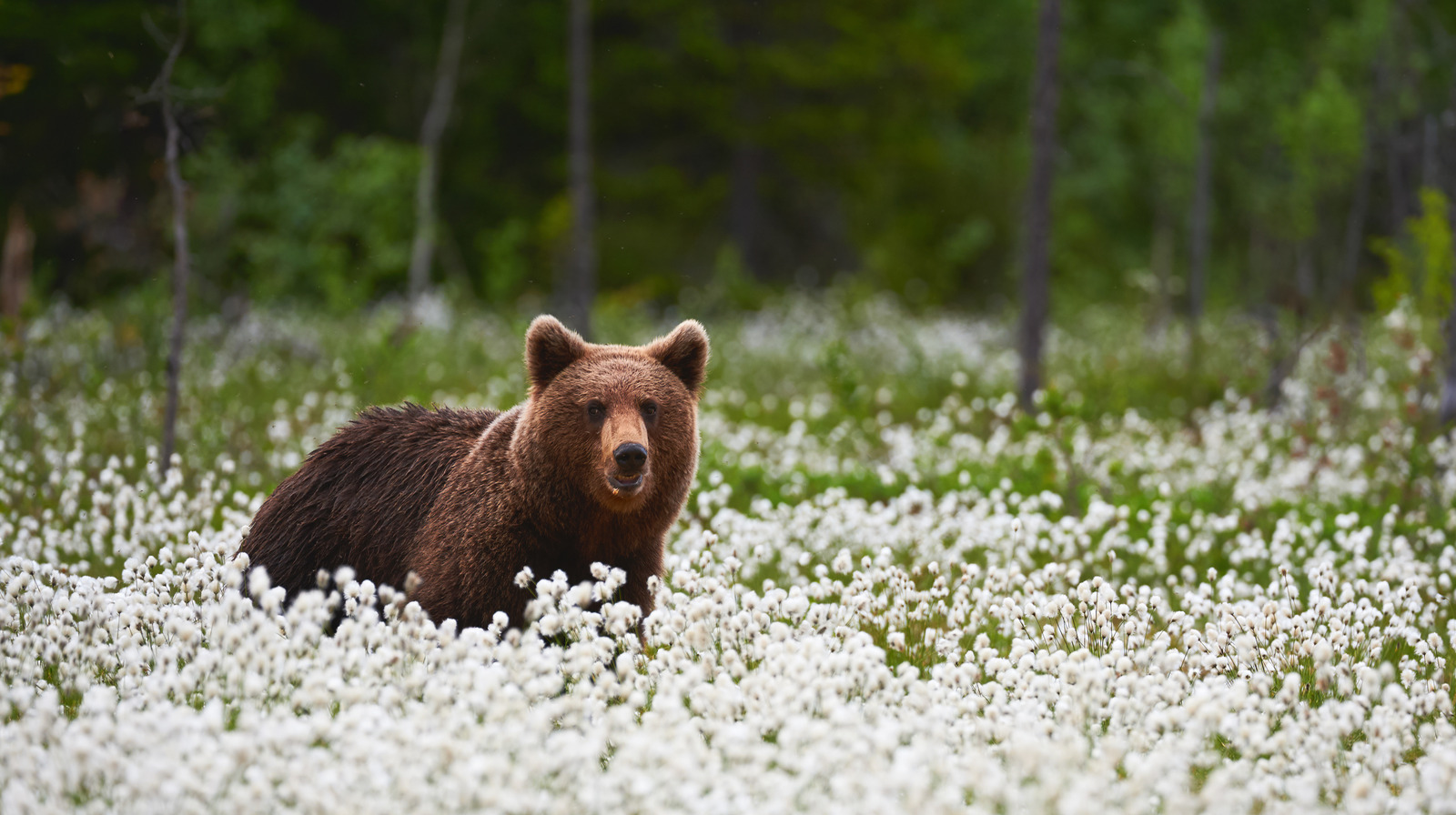 The Common Smell That Could Mean A Bear Is Near And Other Signs To Look ...