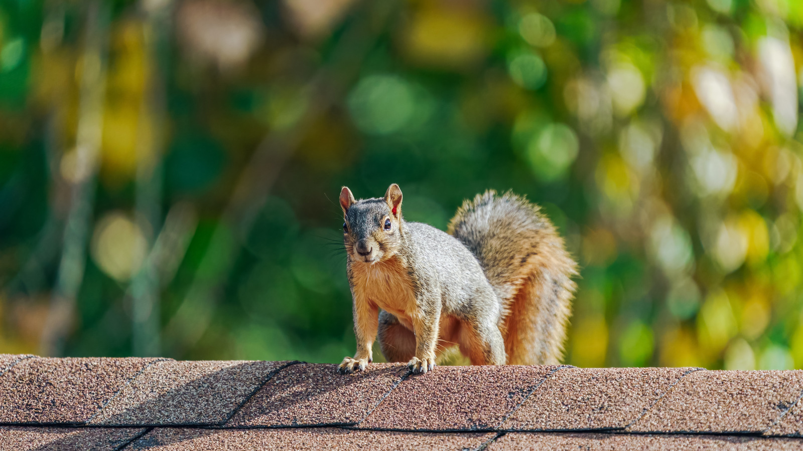 The Common Yard Maintenance Project That'll Help Deter Squirrels