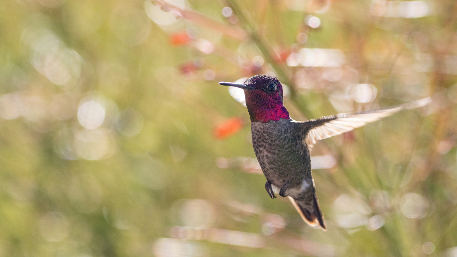 The Container-Friendly Flower That'll Fill Your Garden With Hummingbirds