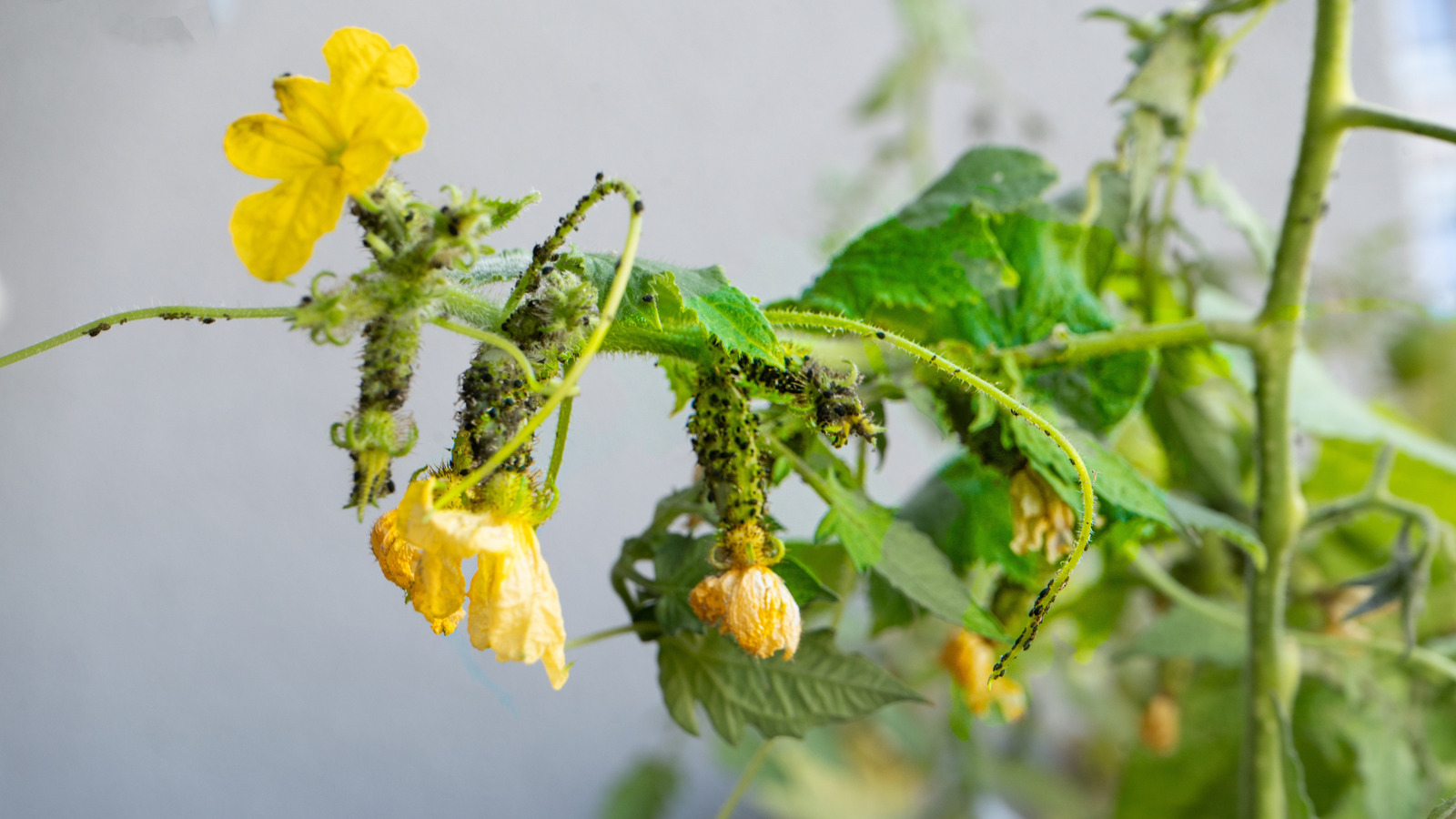 The Daisy Look-Alike That'll Help Repel Pests From Your Garden