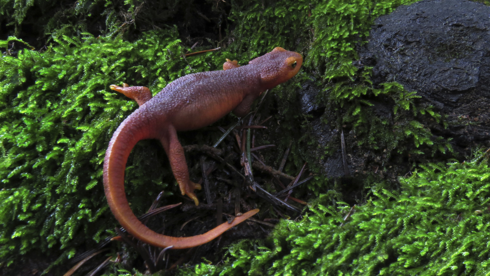 The Dangerous Reason You Shouldn't Touch This Wild Newt
