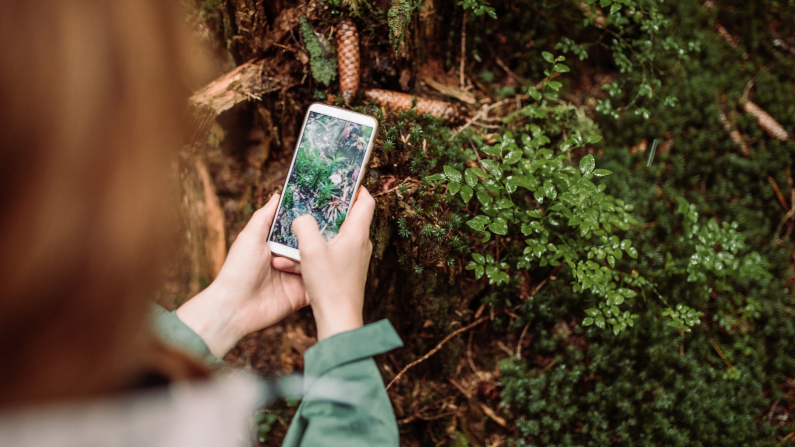 The Dangerous Shortcoming Of Plant Identification Apps While Foraging