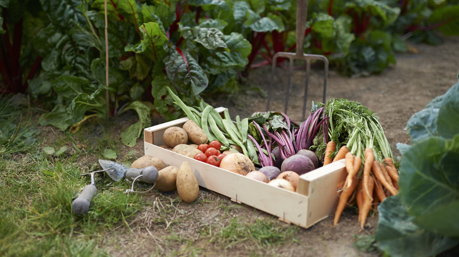 The Easy-To-Grow Vegetable That'll Make A Great Addition To Any Garden