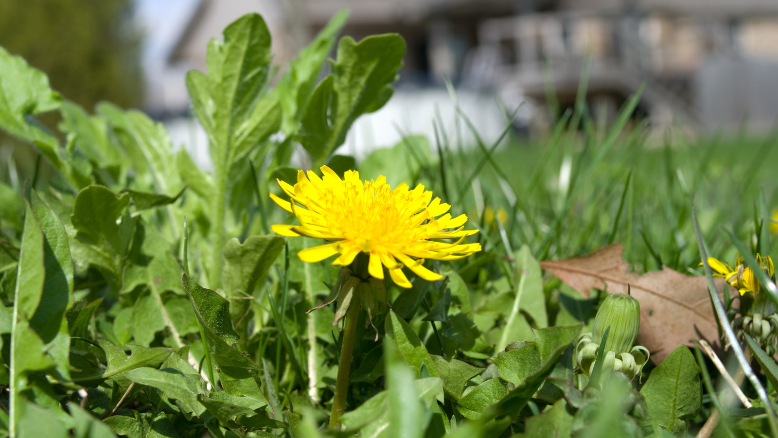 The Fast-Growing Grass That's Perfect For Your Weed-Prone Lawn