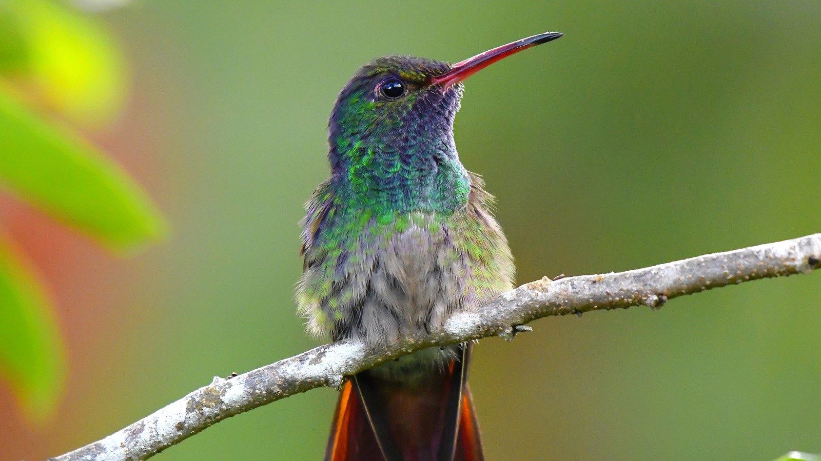 The Fast-Growing Tree That Butterflies And Hummingbirds Can't Resist