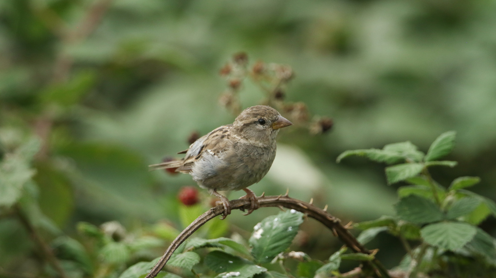 The Fence Alternative That'll Have Birds Flocking To Your Yard