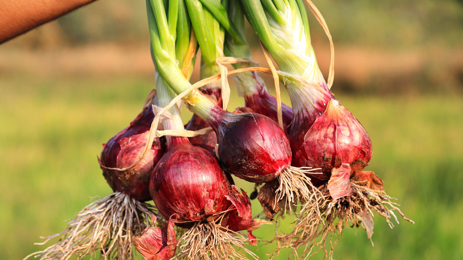 The Genius Reason Gardeners Should Never Throw Out A Sprouted Onion