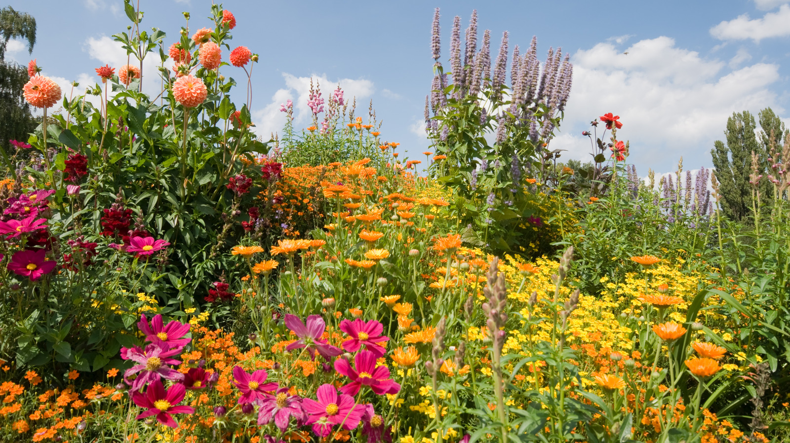 The Heat-Loving Flower You Can Grow From Seed And Forget To Water